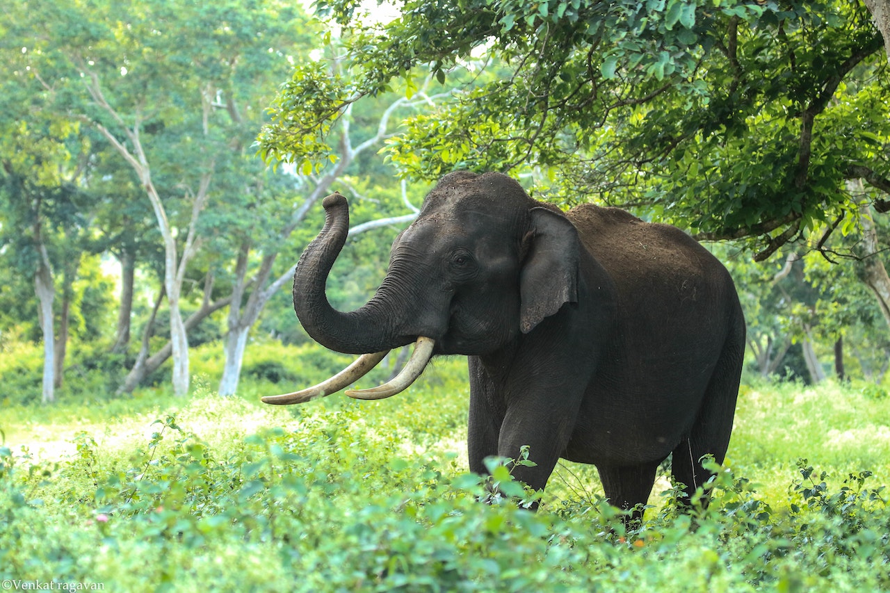 Meilleurs pays et parcs où voir des éléphants en Afrique